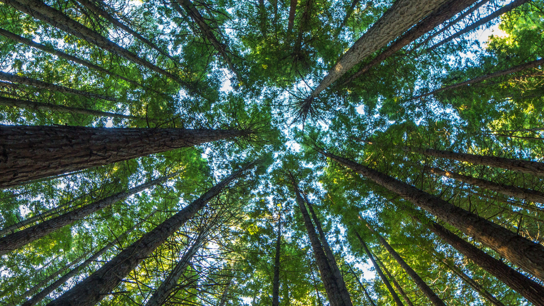 Procter & Gamble: Protecting Forests for Generations to Come