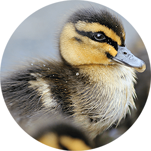 Who we are | P&G principles and values