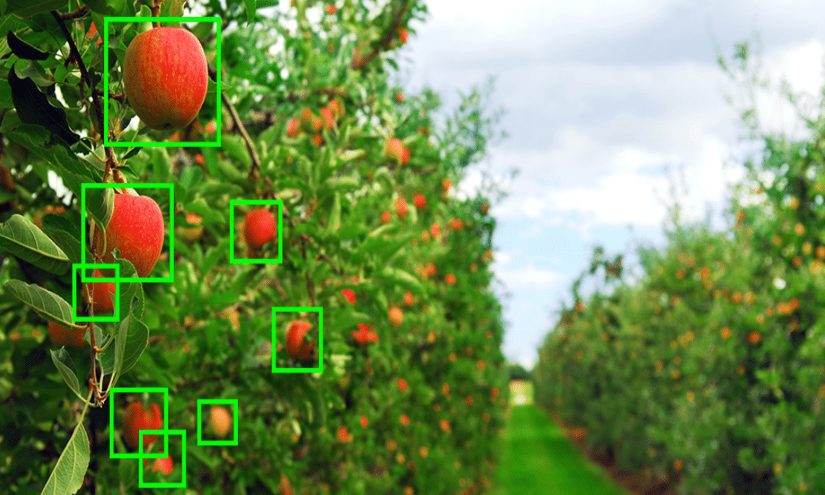 Computer Vision Technology Identifying and Analyzing Ripe Apples.