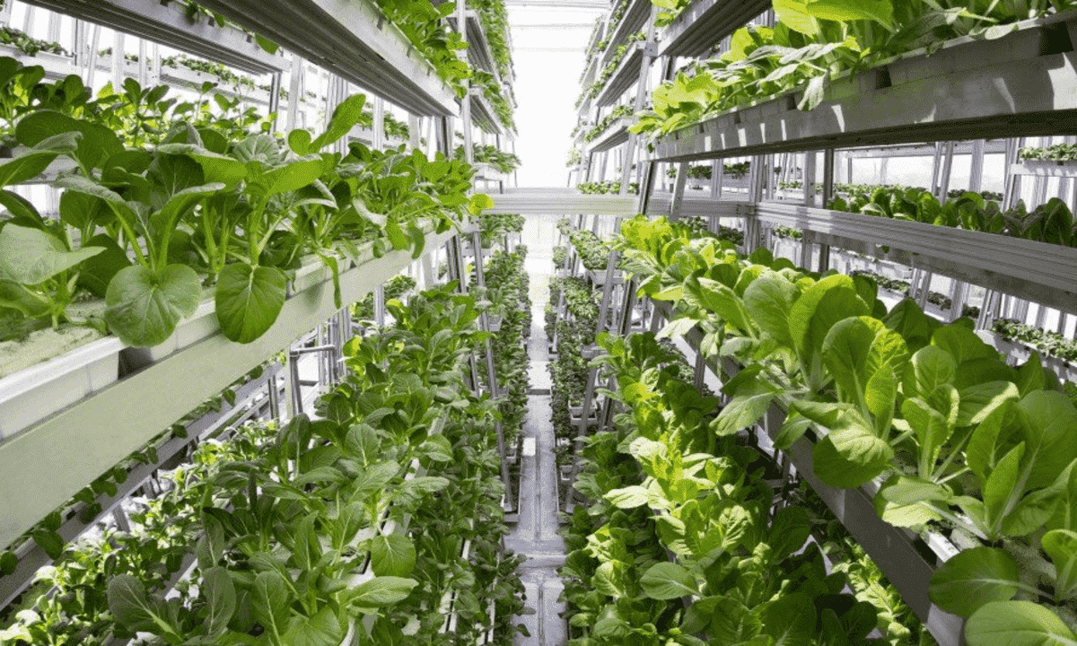 A Vertical Farming Setup Showcasing Plants Growing Under Controlled ...