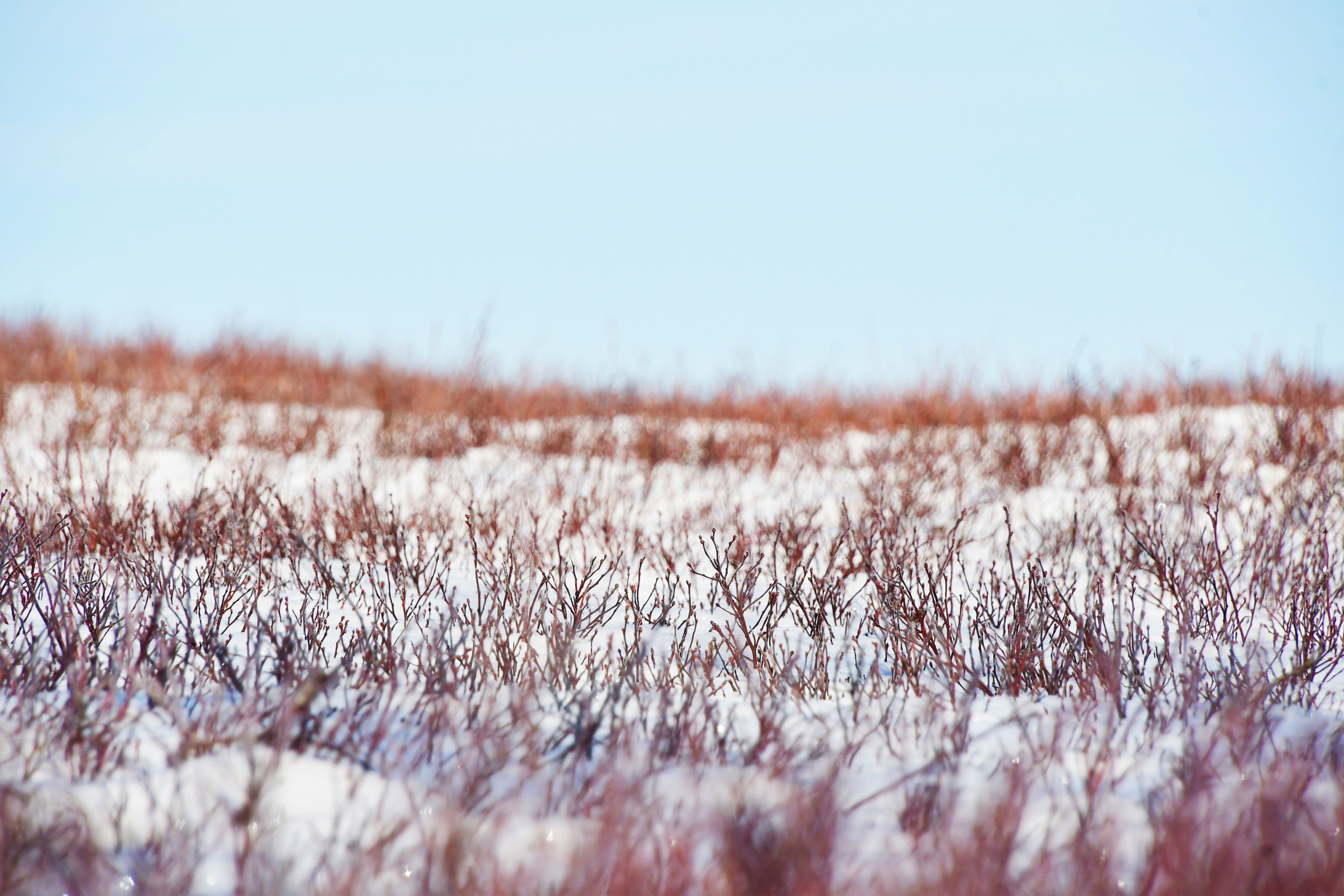How Josh Pond Farm Nurtures Over 100 Acres of Wild Blueberries | Eleven ...