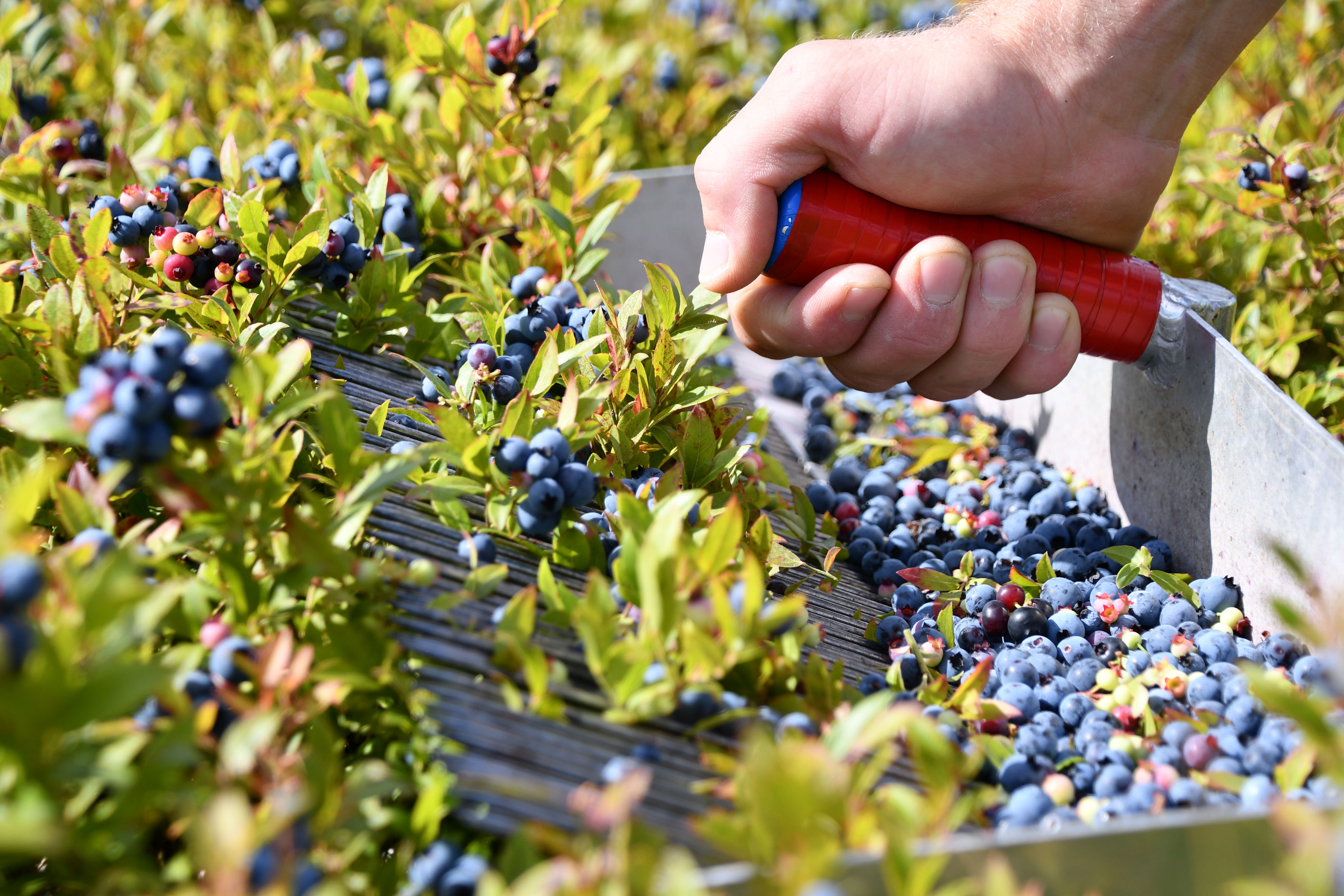 How Josh Pond Farm Nurtures Over 100 Acres of Wild Blueberries | Eleven ...