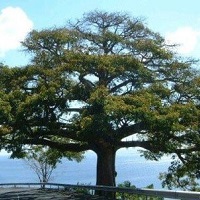 Le Fromager, tree of life