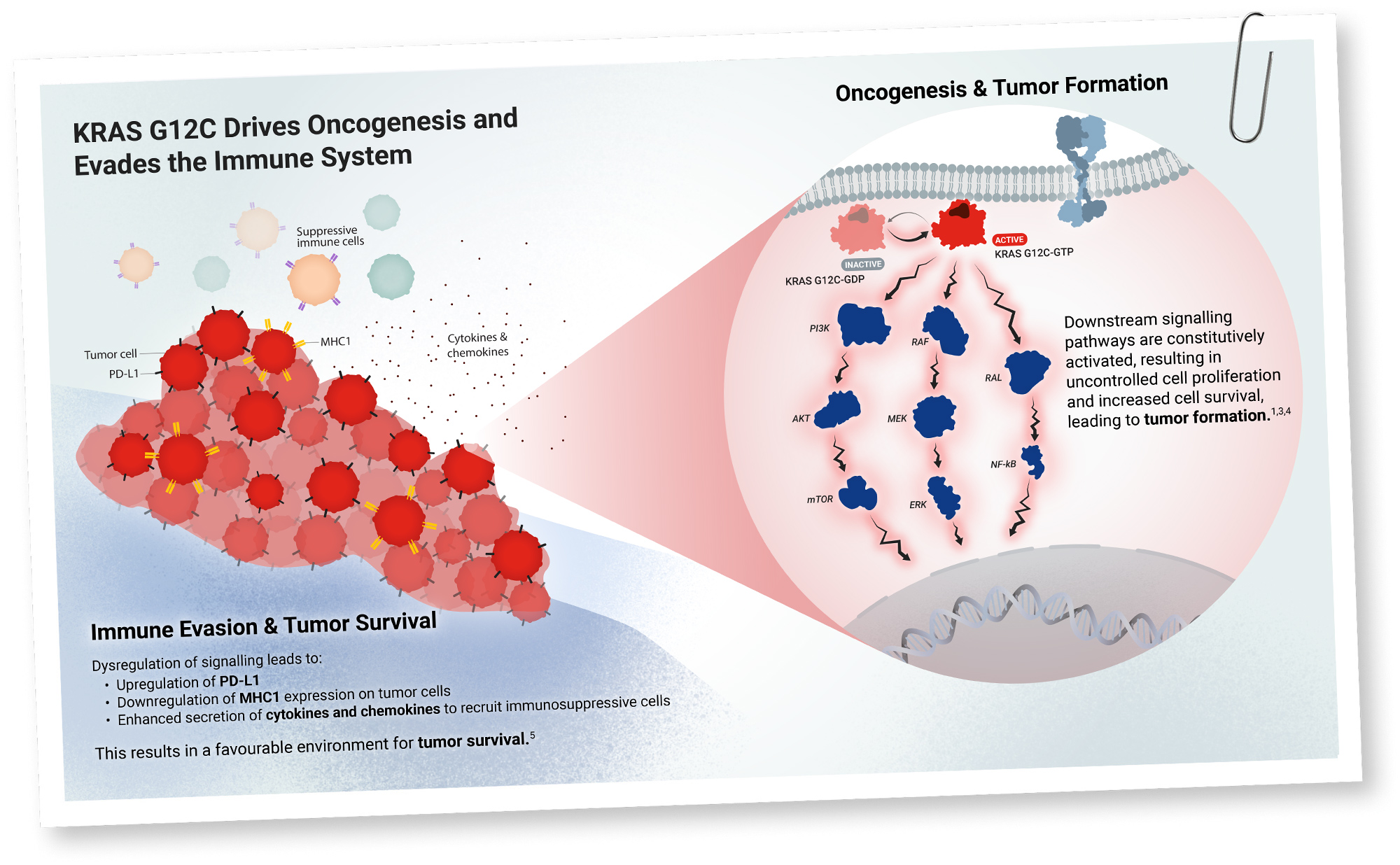 KRAS G12C Drives Oncogenesis and Supports Immune Evasion