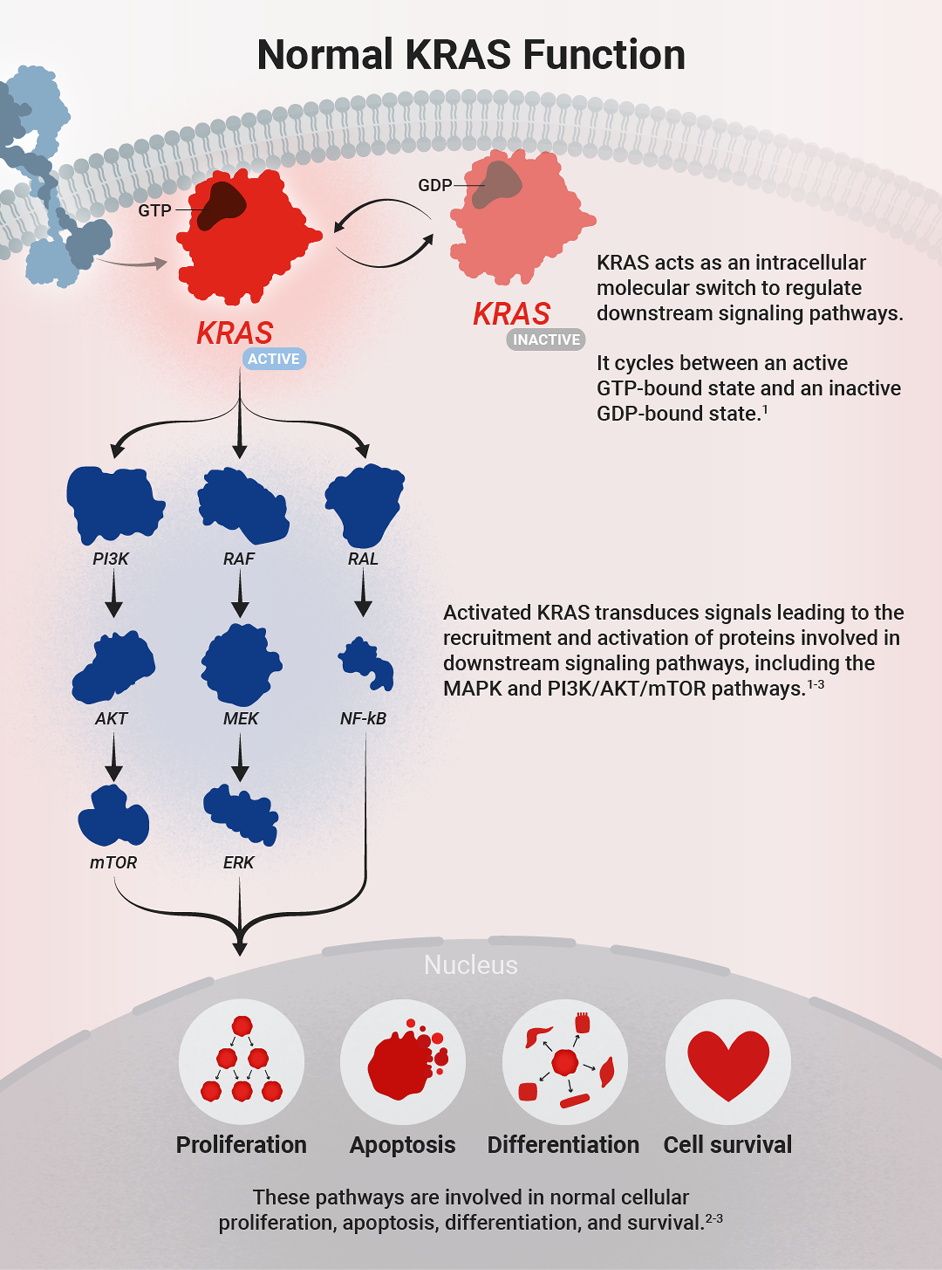 KRAS G12C Drives Oncogenesis and Supports Immune Evasion