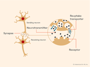 How Do Stimulants Work 