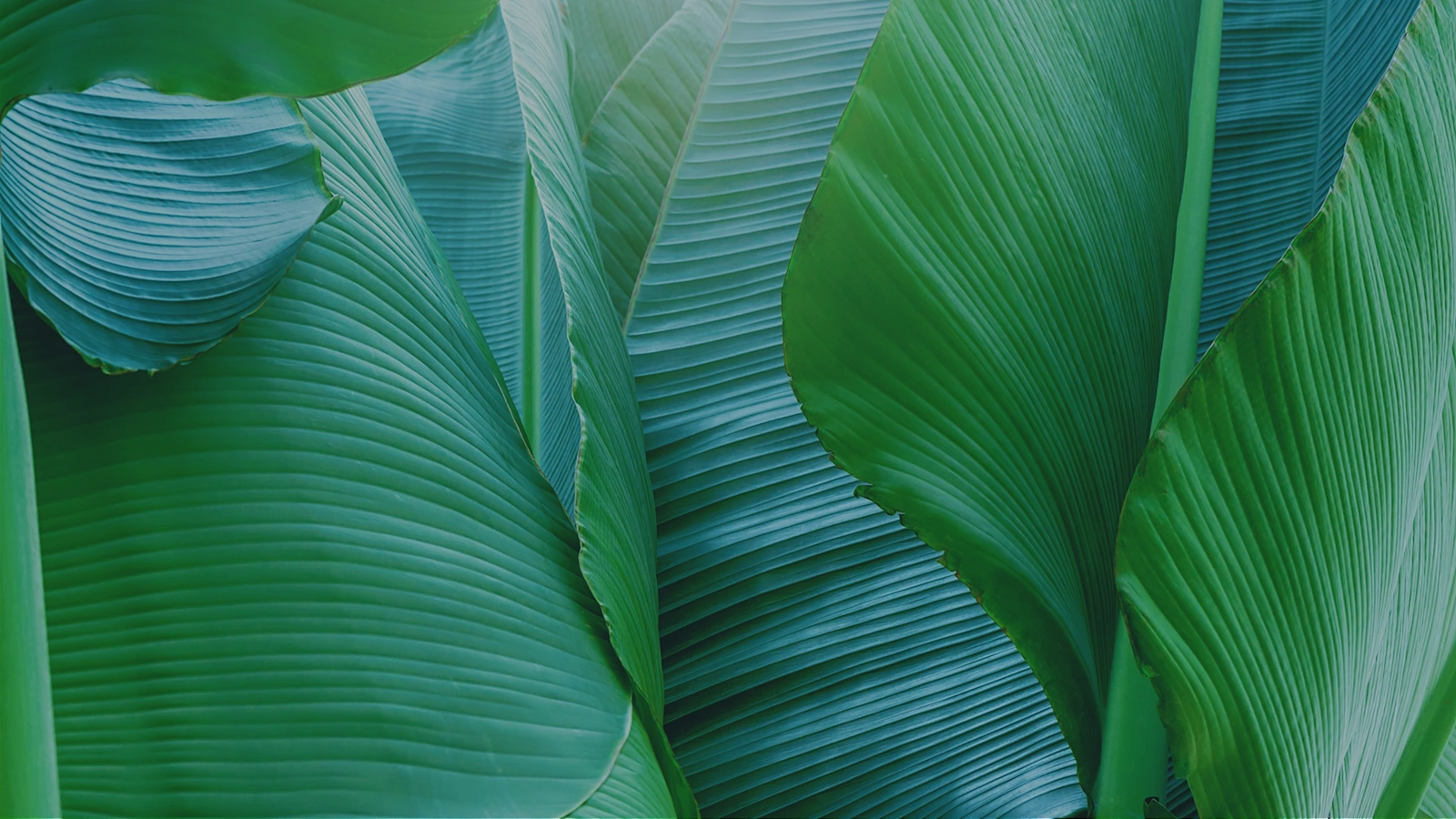 Basic Metta Meditation