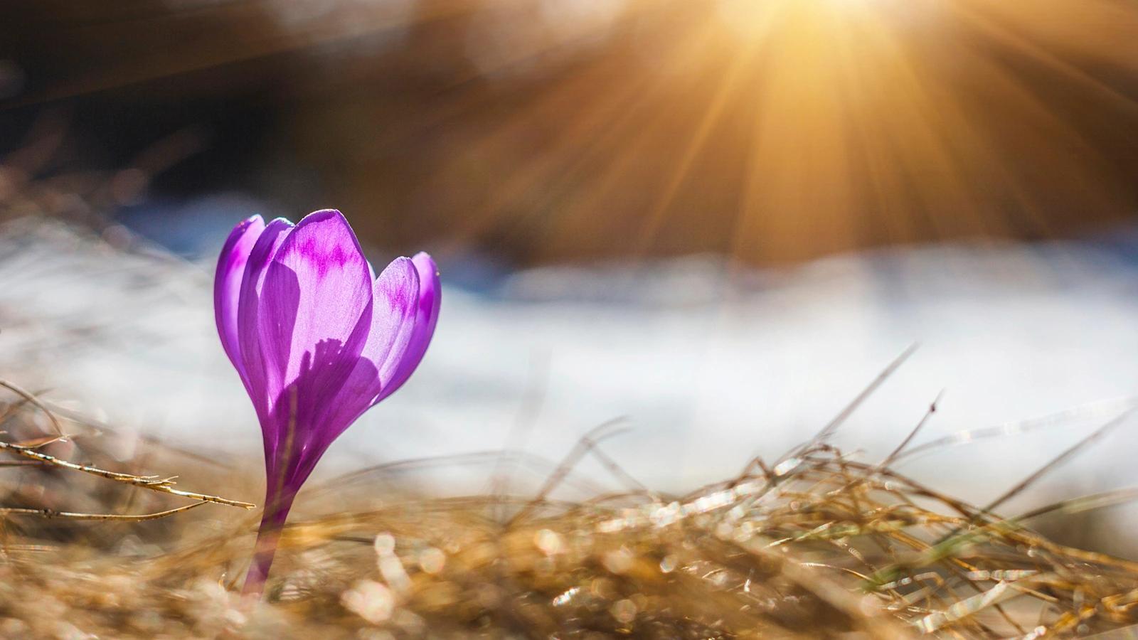 Plant Seeds of Awakening with a Spring Equinox Ceremony