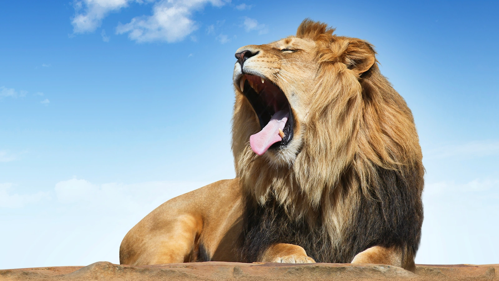 Simhasana: Lion Pose