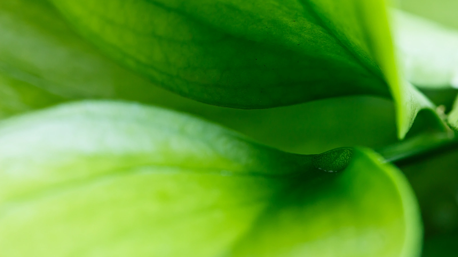 Equilibrar y purificar el cuerpo sutil