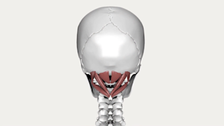 What Are Trigger Points?