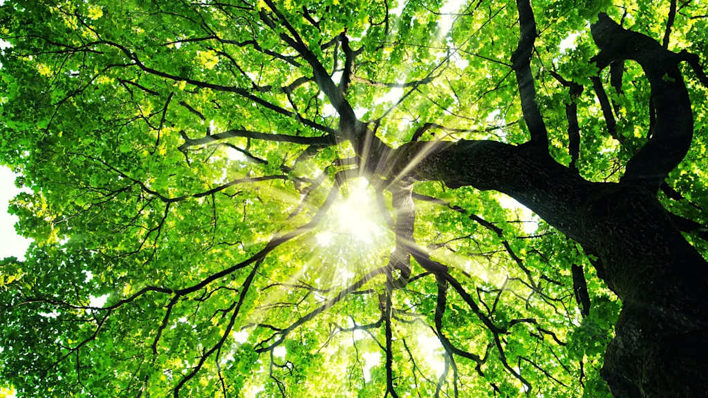 Exploring the Eight Limbs of Yoga: A Path to Enlightenment