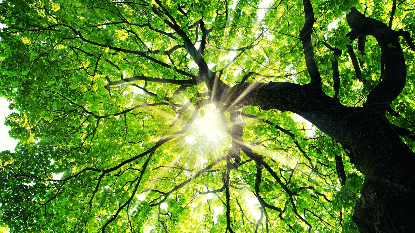 Exploring the Eight Limbs of Yoga: A Path to Enlightenment