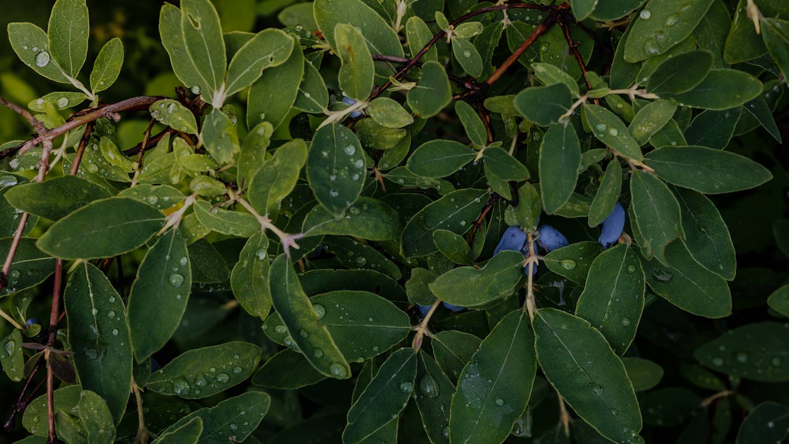 Radiating Heart Health