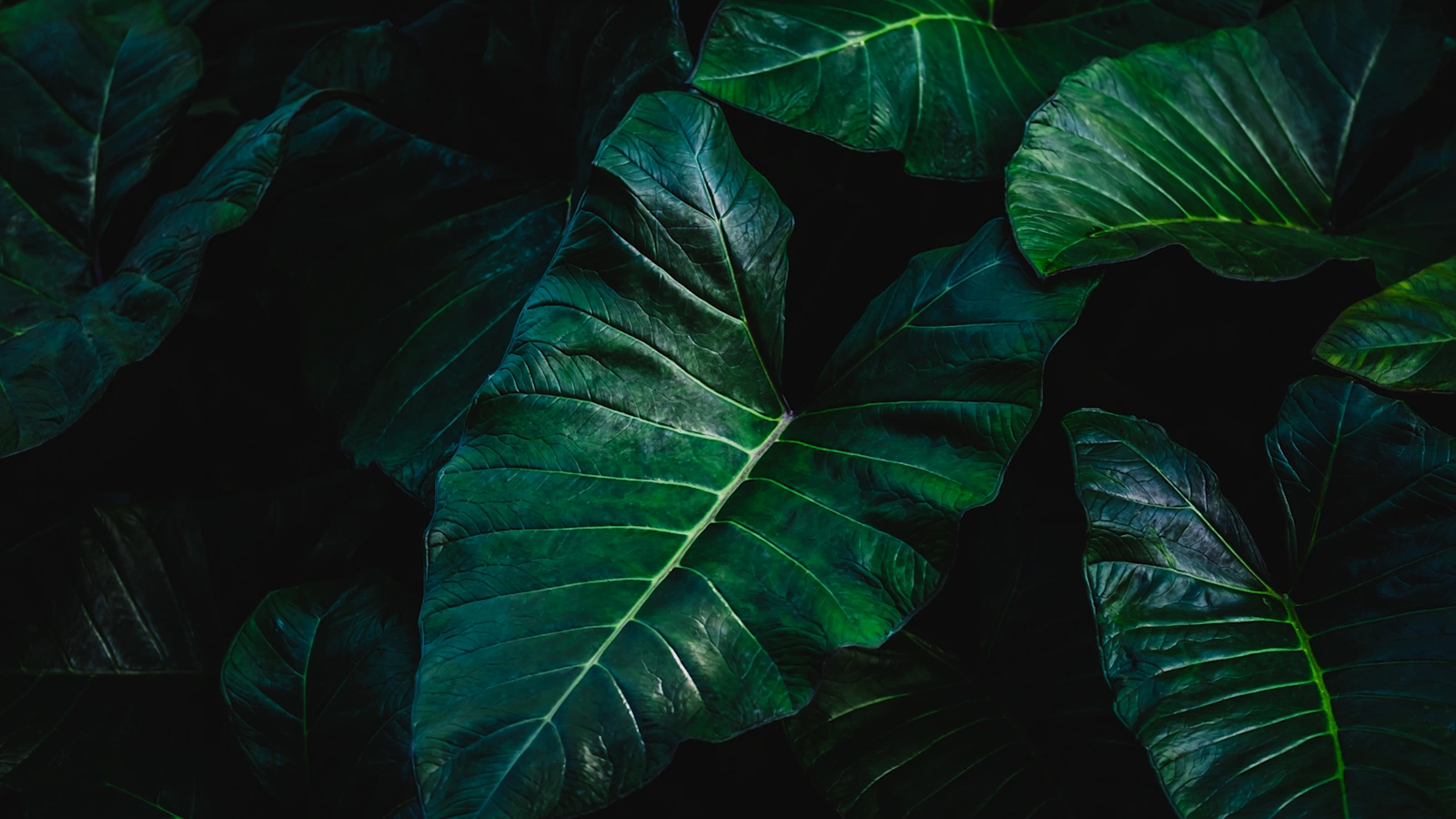 Intro to Radiating Heart Healing