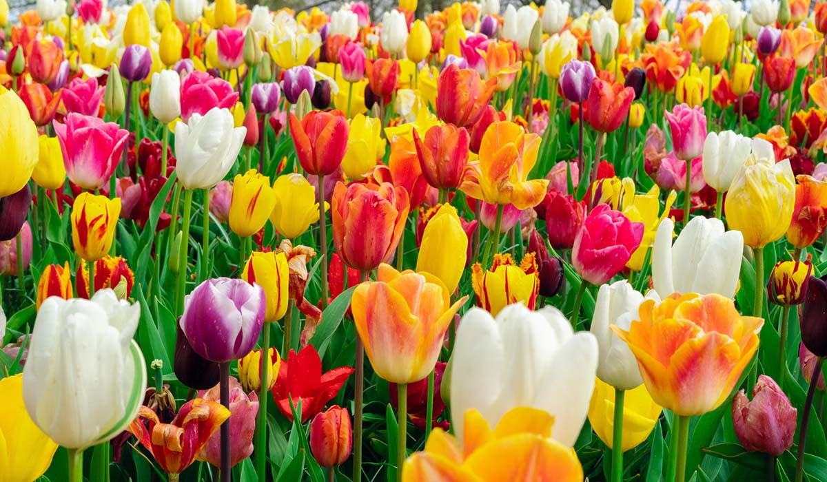 Explorify at home: Plants
