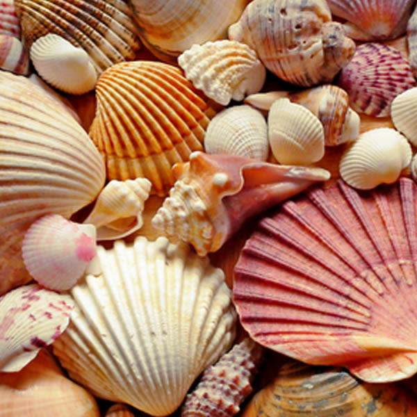 Protecting our Planet | STEM Clubs Hour