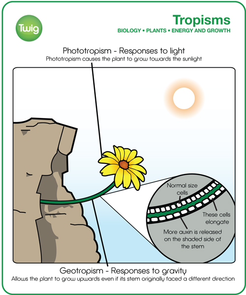 Tropism Gcse