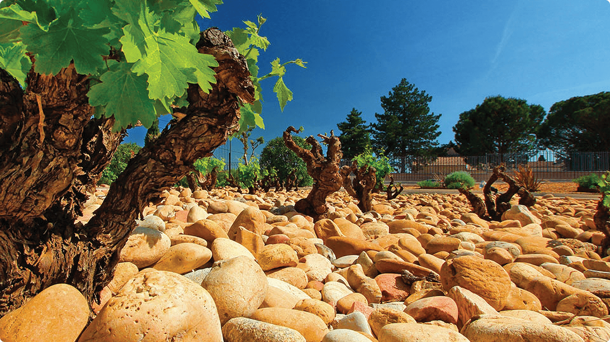 Wine Online | Shop Best Wine Deals | Laithwaites