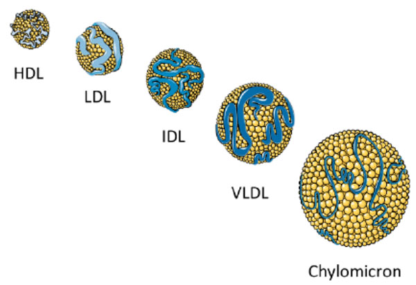 Dyslipidemia With HIV: High Prevalence, Multiple Risks