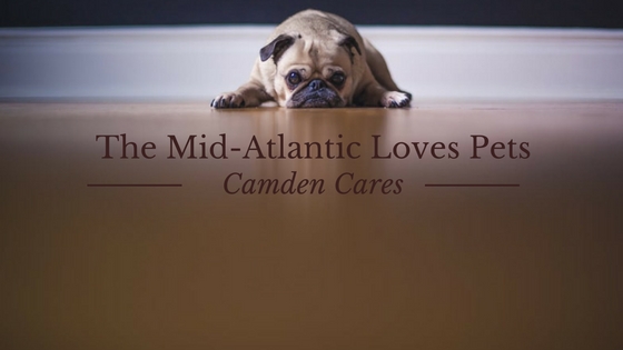Mid-Atlantic Camden Cares Loves Pets! | camdenliving.com | Guest Blogger