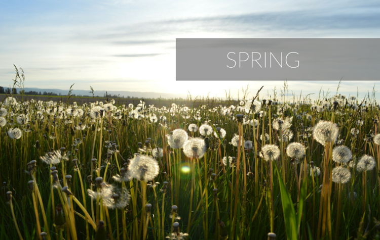10 Things for the Spring Bucket List | camdenliving.com | Guest Blogger