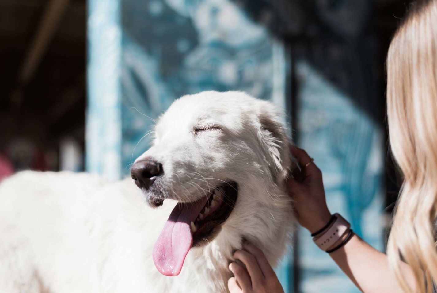 How To Find Your Perfect Rescue Dog | camdenliving.com | Guest Blogger