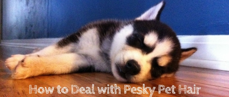 How to Deal with Pesky Pet Hair | camdenliving.com | Guest Blogger