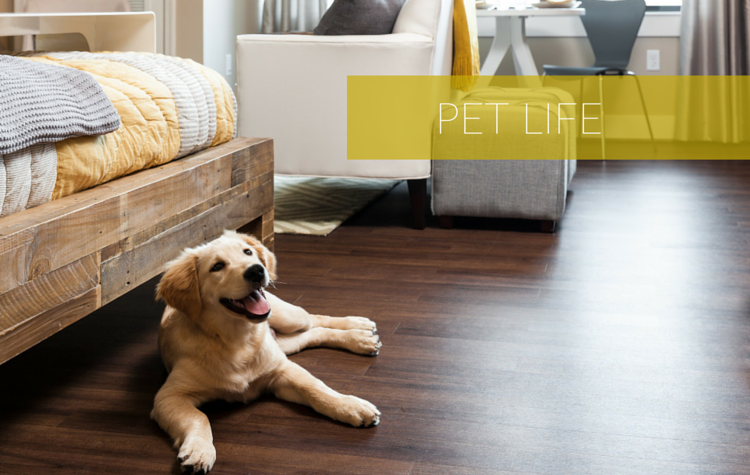 The Urban Dog | camdenliving.com | Guest Blogger