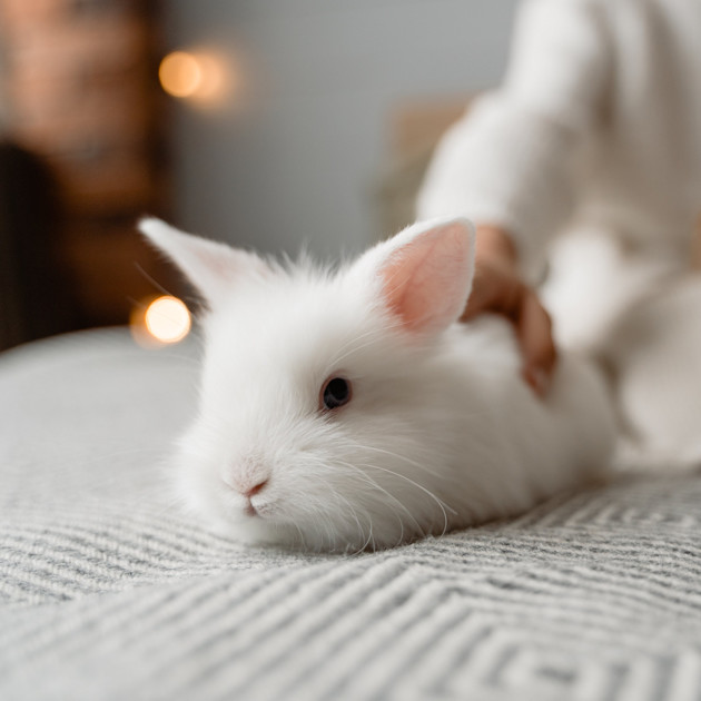 Small Animals | Humane Society of Kitchener Waterloo & Stratford Perth