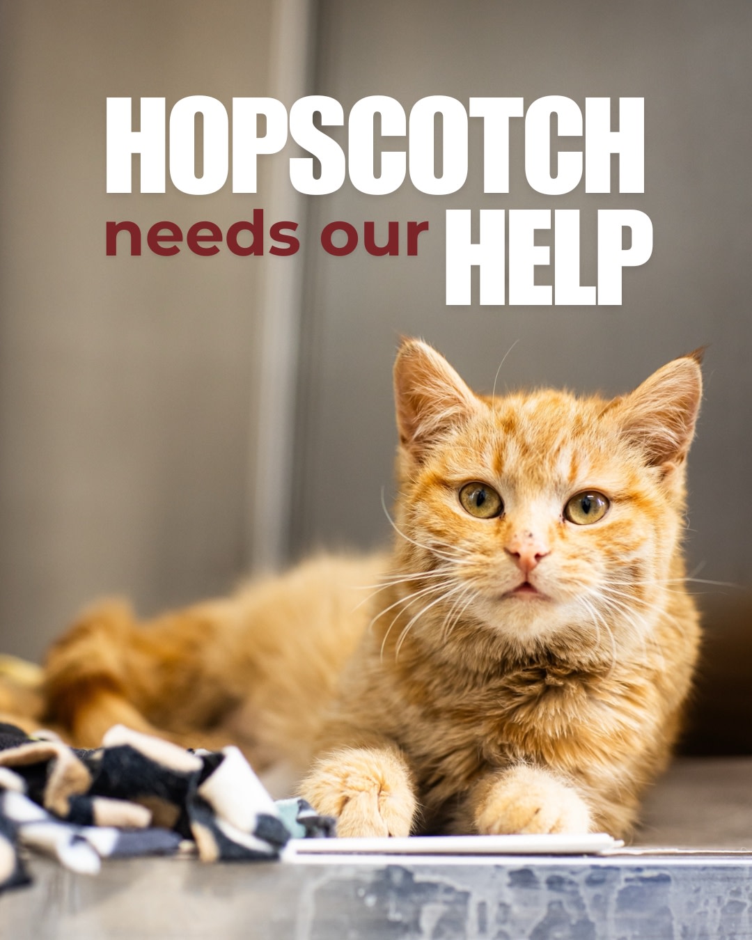 Home | Humane Society of Kitchener Waterloo & Stratford Perth