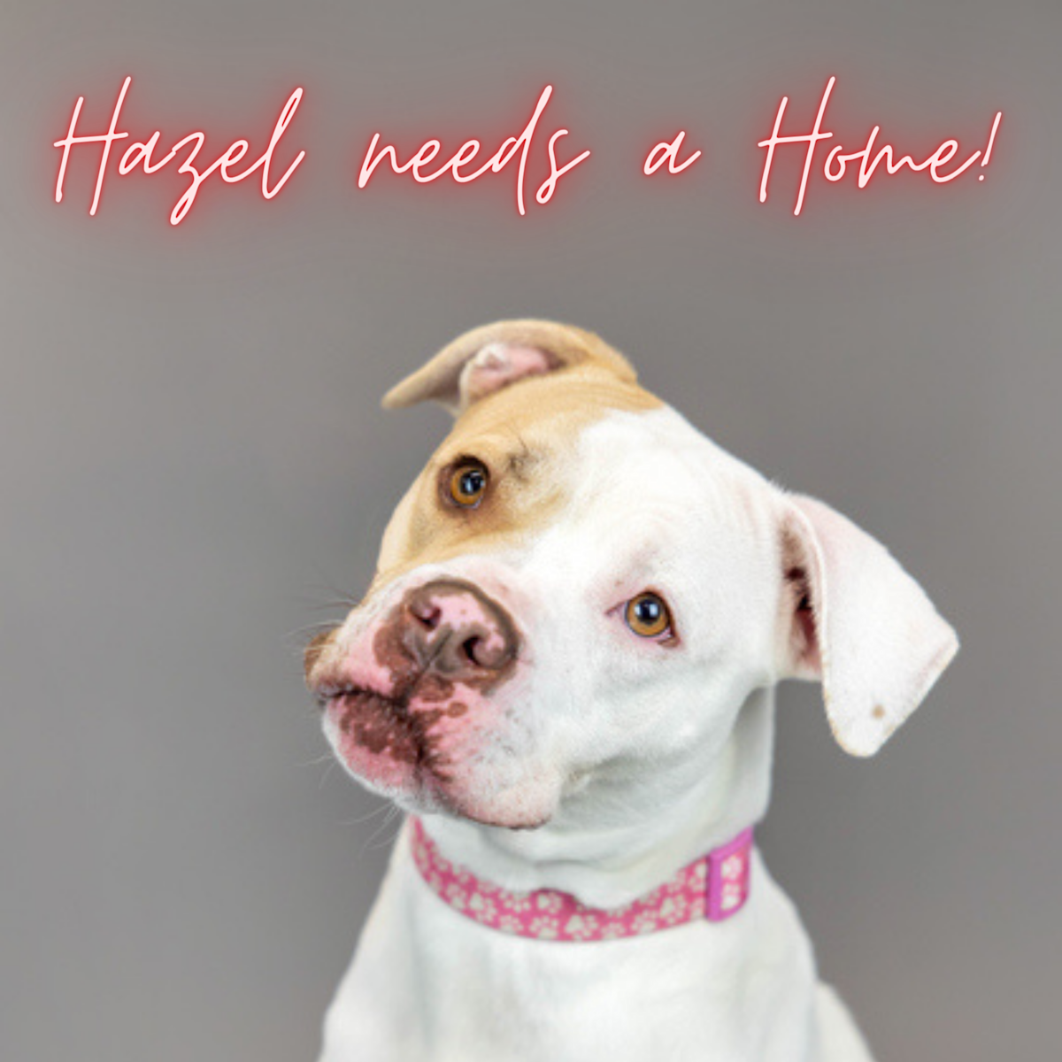 Home | Humane Society of Kitchener Waterloo & Stratford Perth