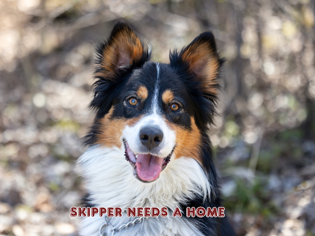 Dogs | Humane Society of Kitchener Waterloo & Stratford Perth