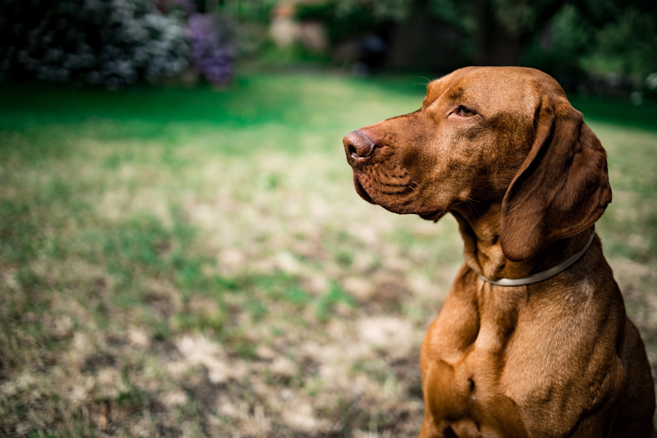 One Time Donation: Kitchener Waterloo Animal Centre | The Humane ...