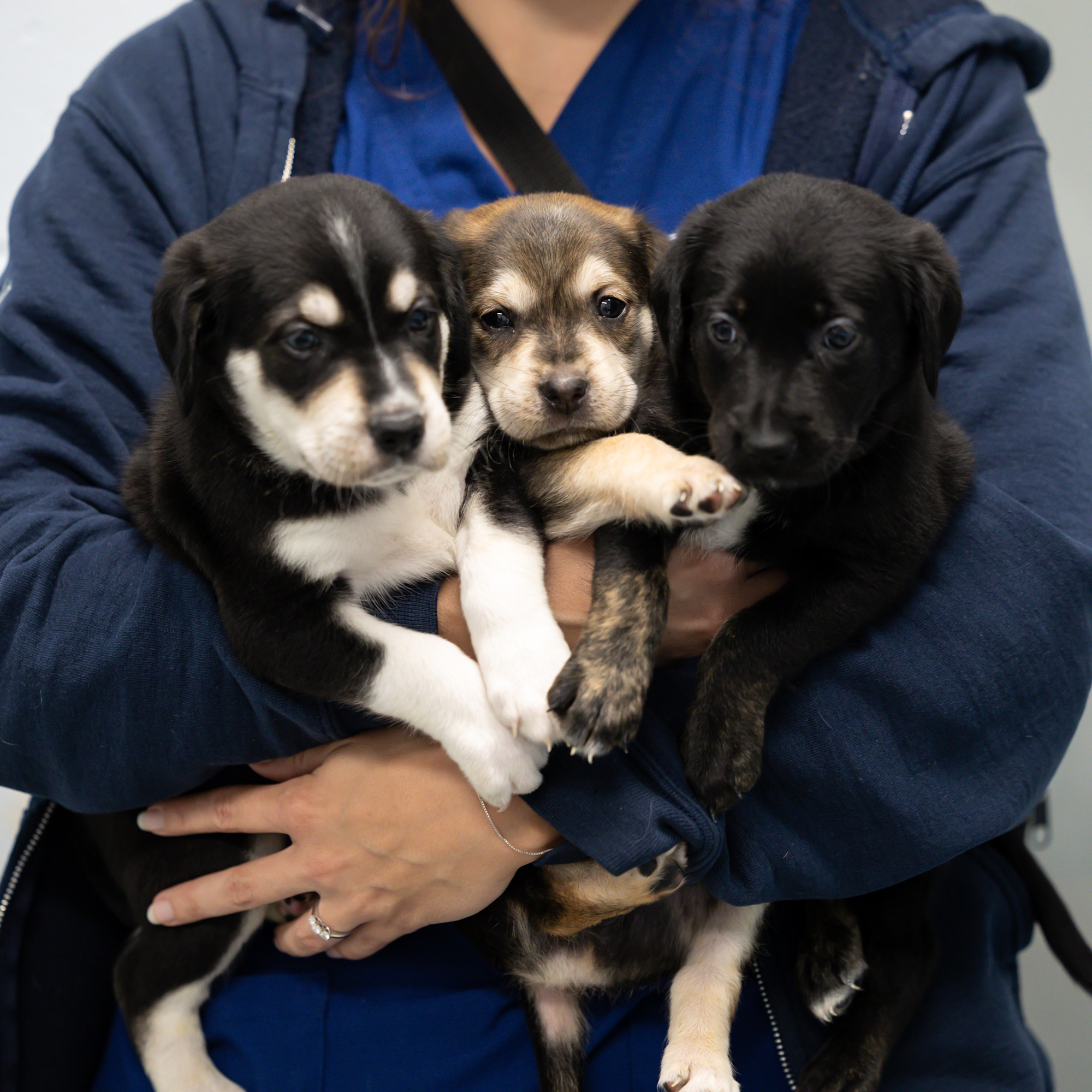 Donate to the Humane Society | Humane Society of Kitchener Waterloo ...