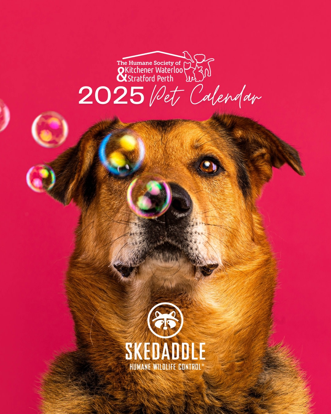 Home | Humane Society of Kitchener Waterloo & Stratford Perth