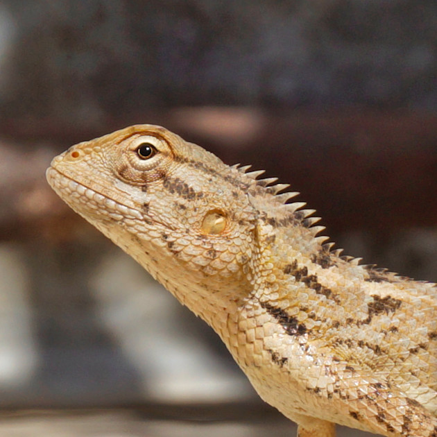 Reptiles | Humane Society of Kitchener Waterloo & Stratford Perth