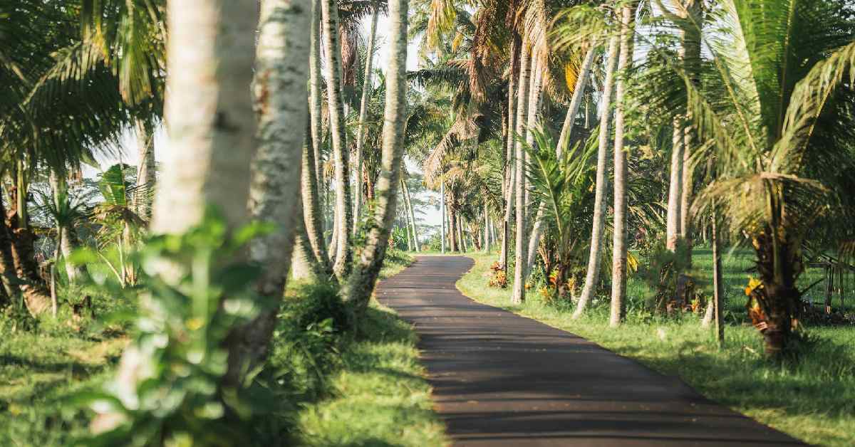 Your Ultimate Scooter Route Guide from Seminyak to Ubud - Cinchy Blog