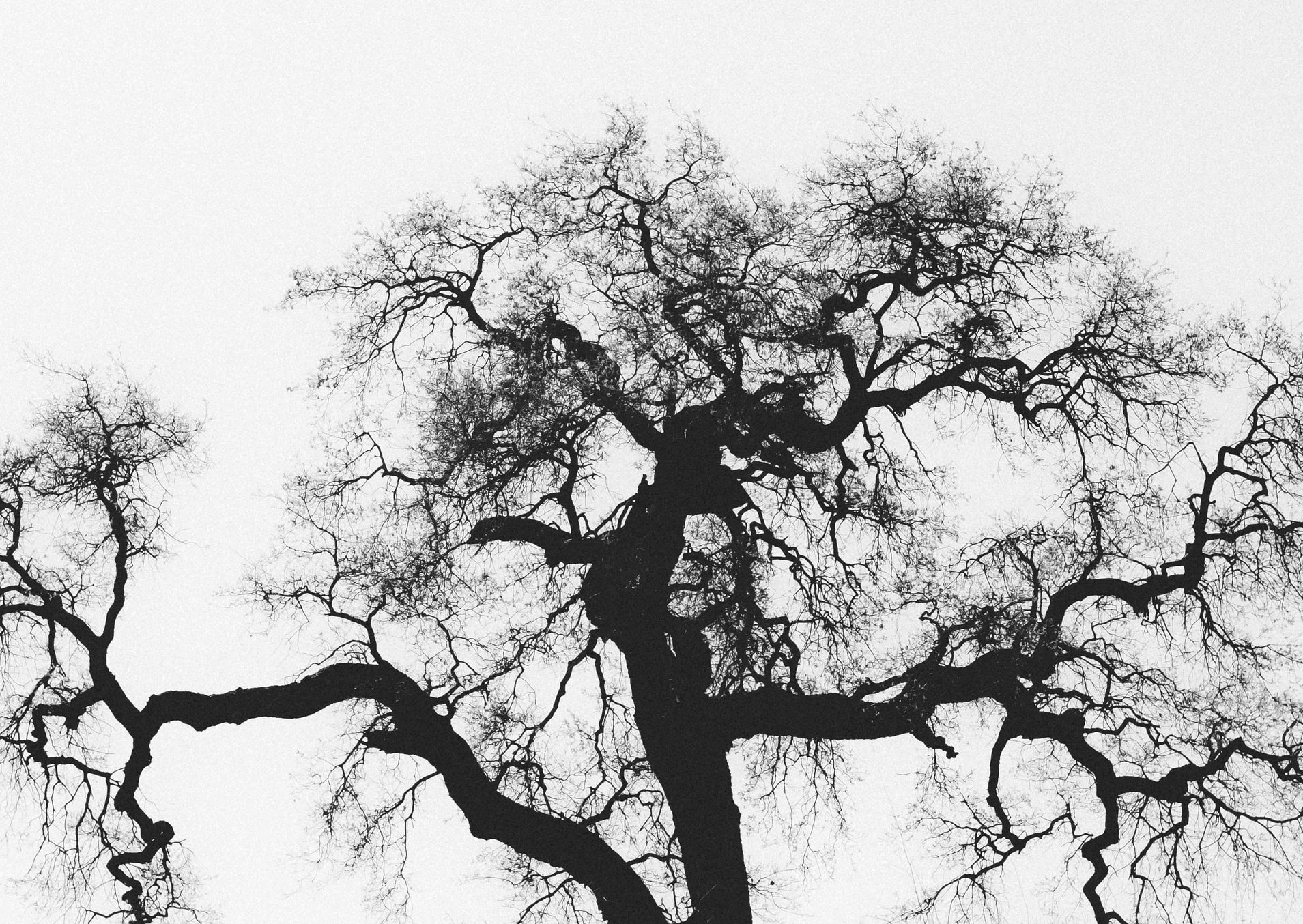 The Product Tree Game