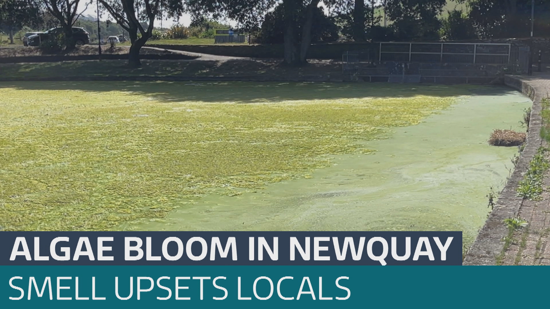 Locals complain of 'horrendous' smelling algae bloom on Newquay ...