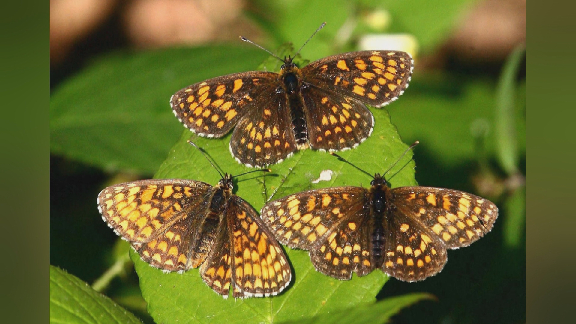 One of UK's rarest butterflies is discovered in east Kent | ITV News ...