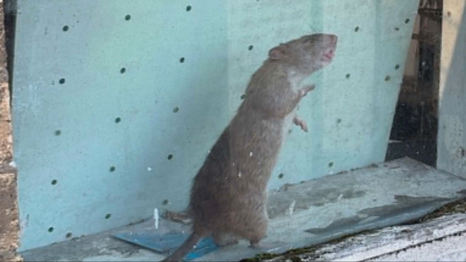 Window-licking rat and fly infestation at Norfolk shop a 'disease ...