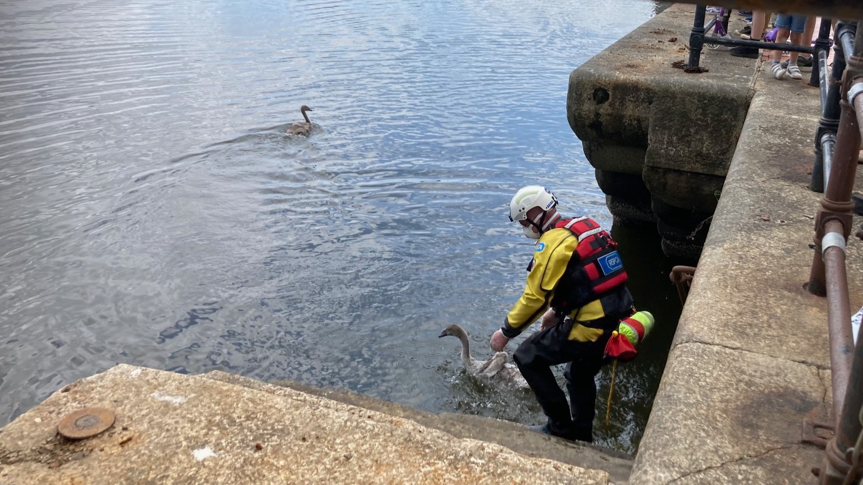 Family of swans rescued after being trapped in Cardiff lock | ITV News ...