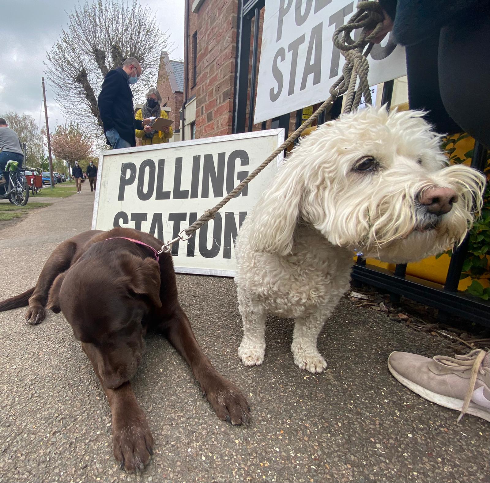 Local elections 2021: dogs at polling stations in the Anglia region ...