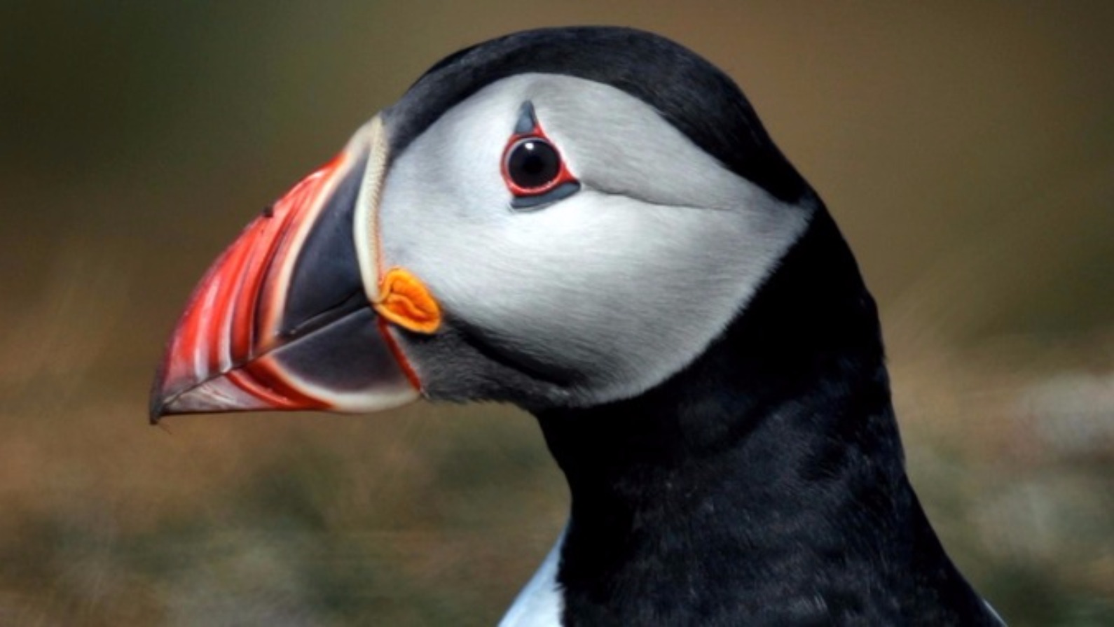 Puffins and turtle doves 'at risk of global extinction' | ITV News Wales