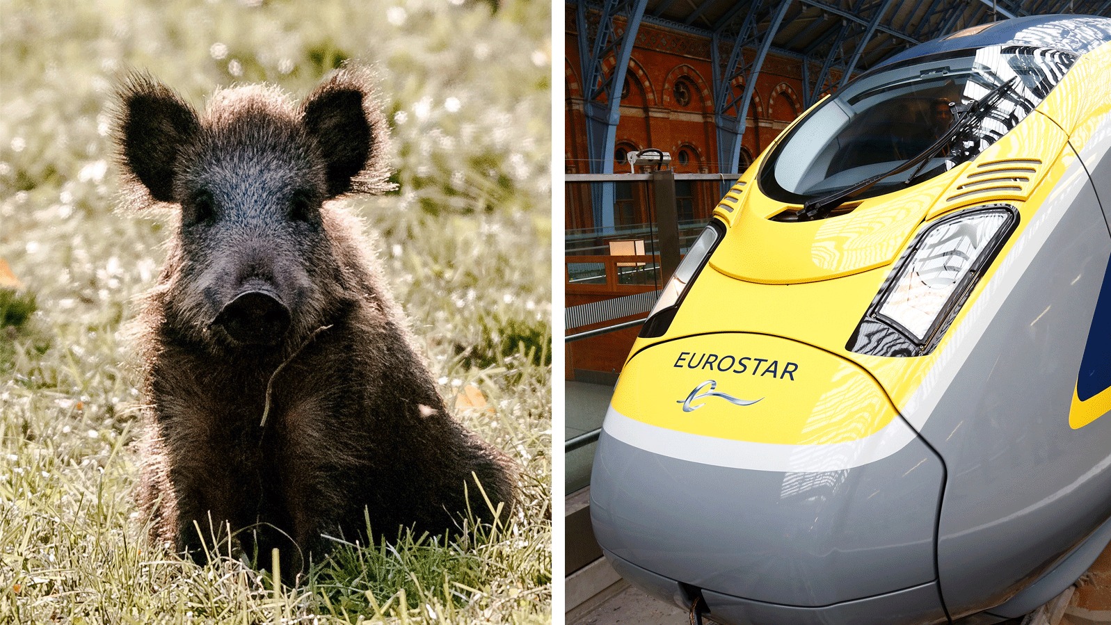 Eurostar delays after train hits wild boar on the tracks in France ...