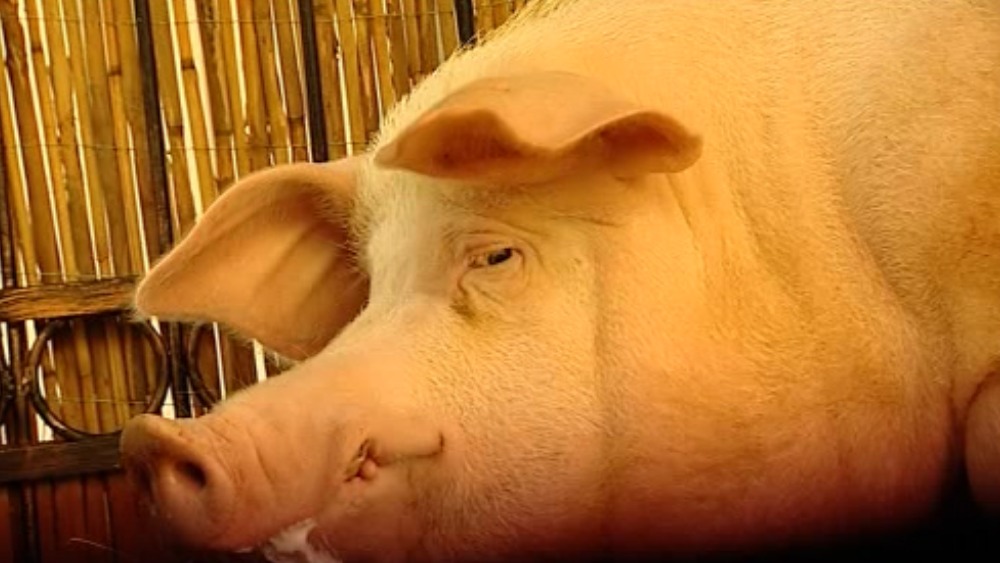 Funtik the psychic pig turns his eye to England v Italy | ITV News