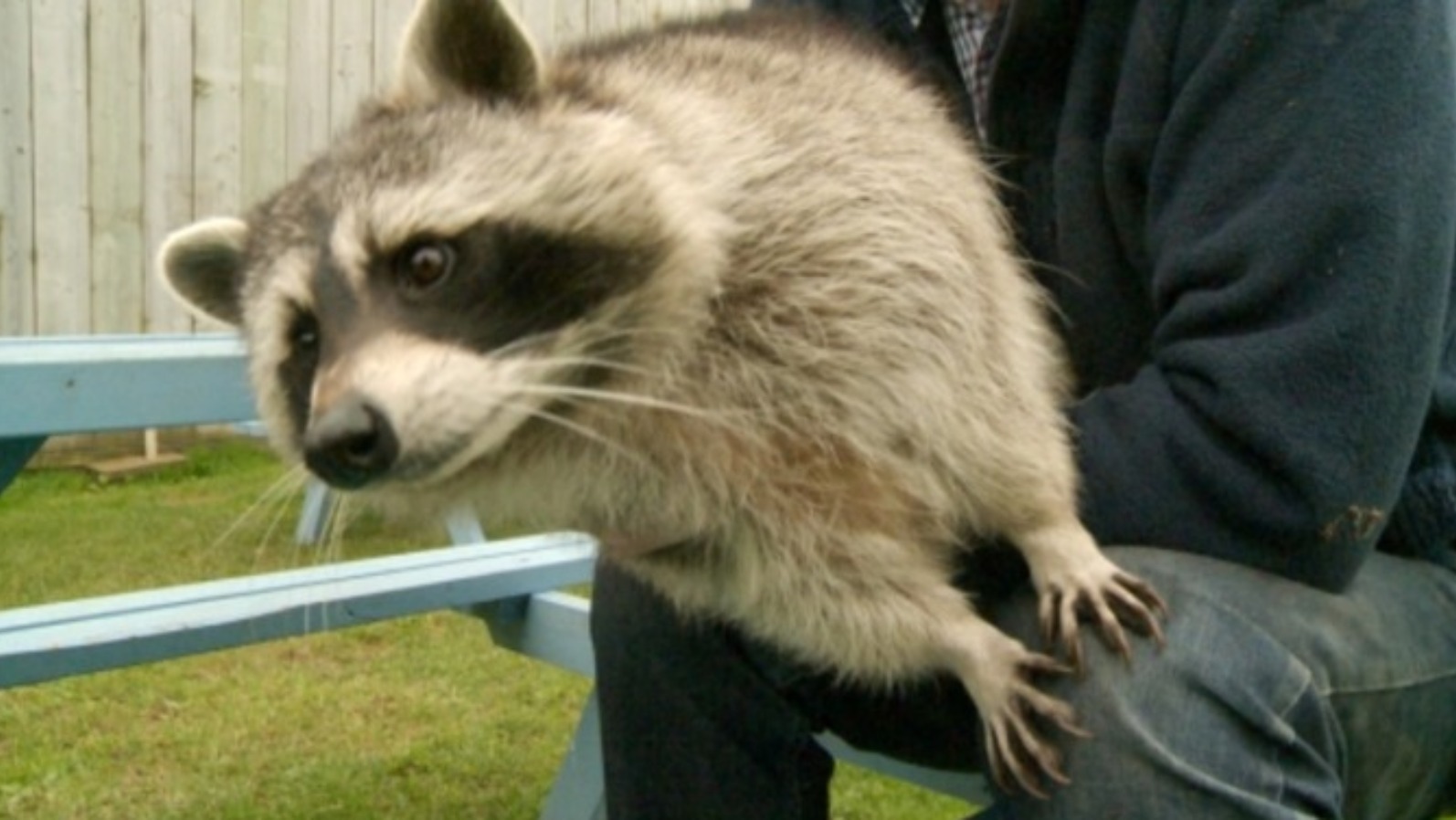 Rocky the racoon saved by EU resolution | ITV News West Country