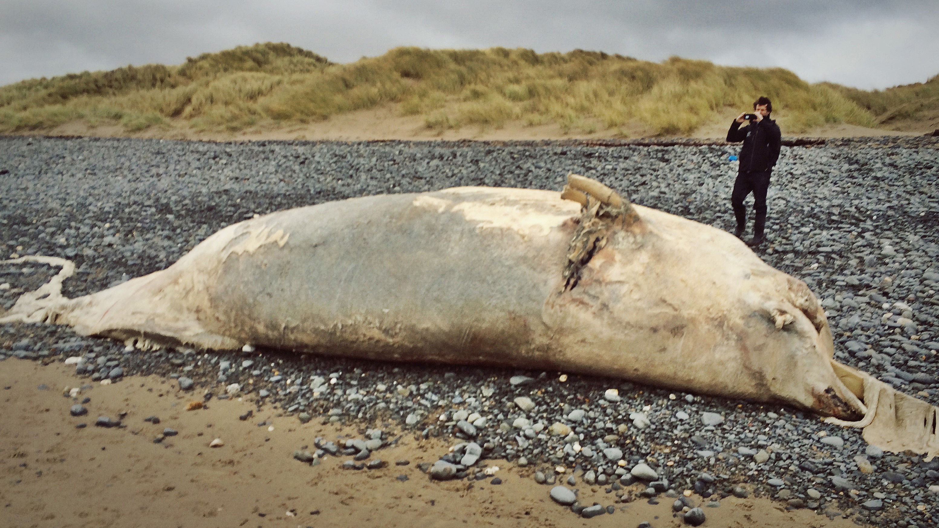 Dead whale washed up on Welsh beach could be 'health hazard' | ITV News