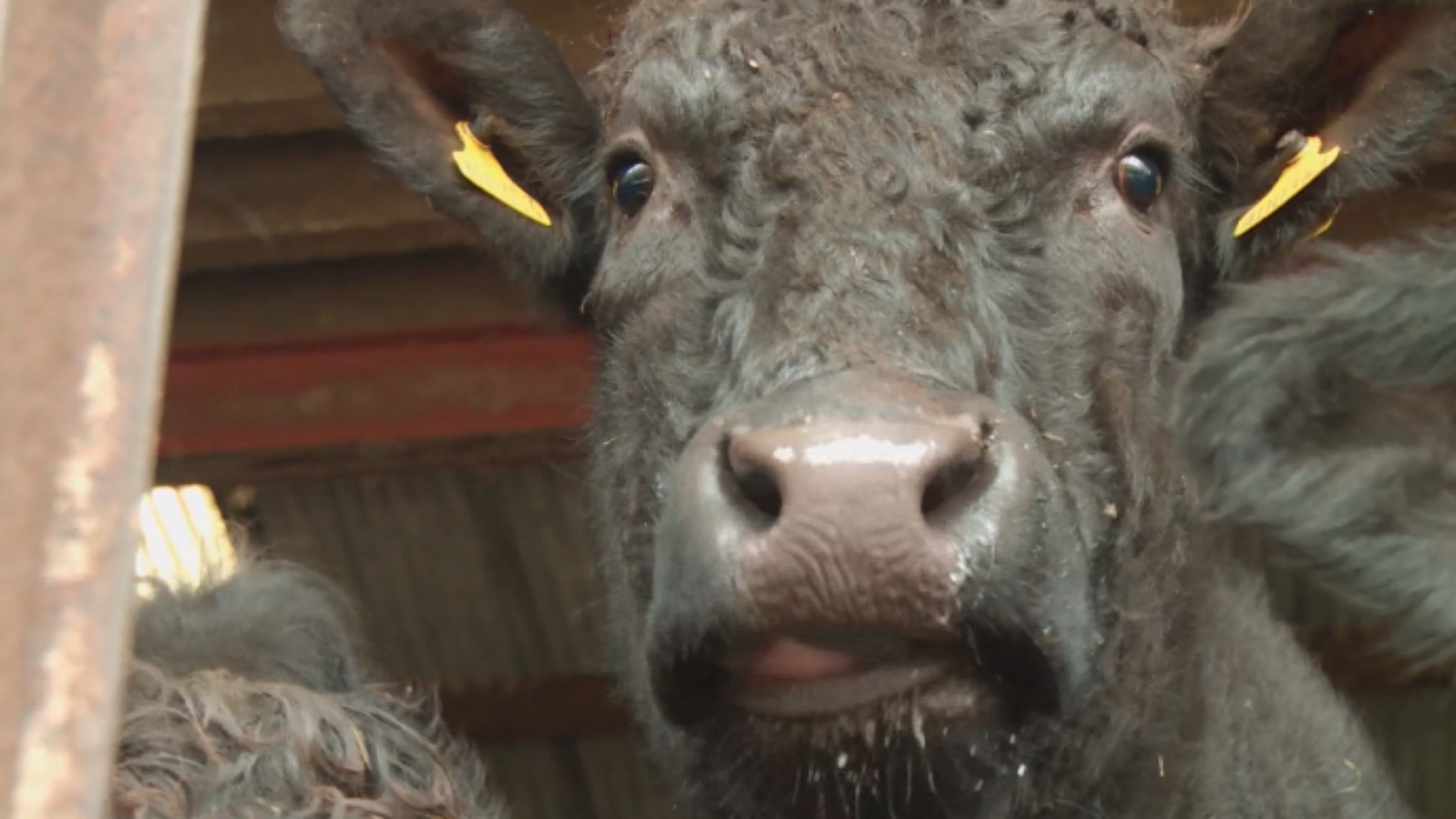 Fancy a pint? Meet the Powys cows with a taste for beer | ITV News Wales